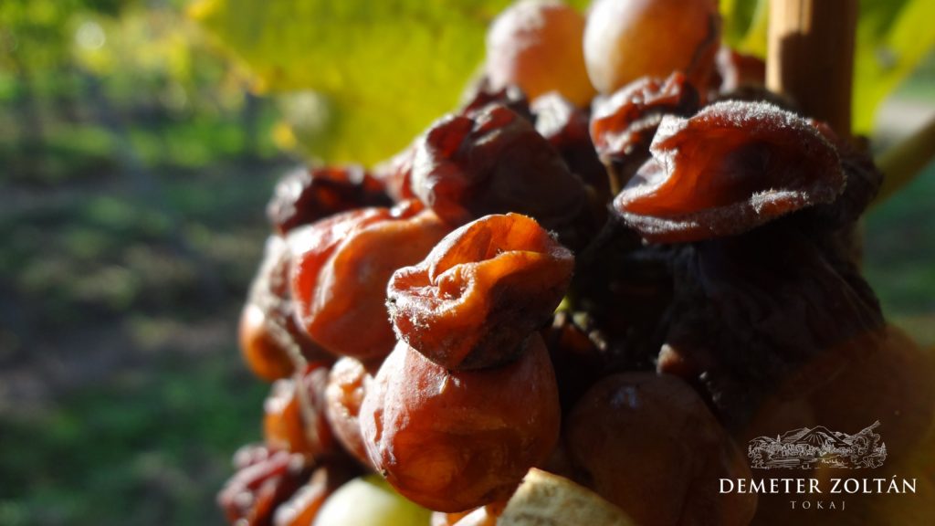 Rencontre avec ... Zoltan Demeter du domaine éponyme à Tokaj ! - Valade ...